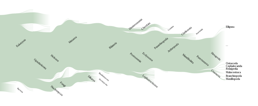 Tree of Life - d3.js